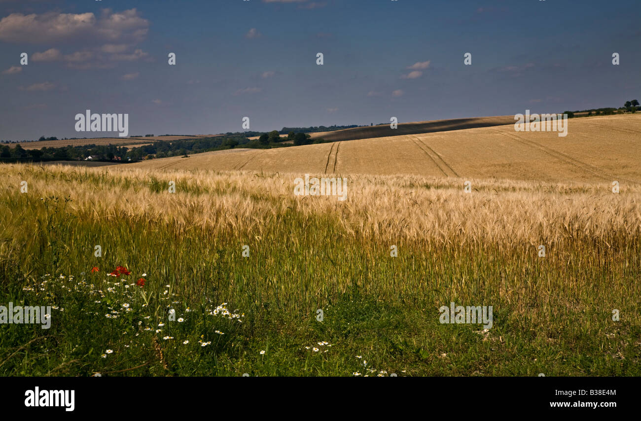 Wheat or Barley Field in Hampshire, England Stock Photo - Alamy
