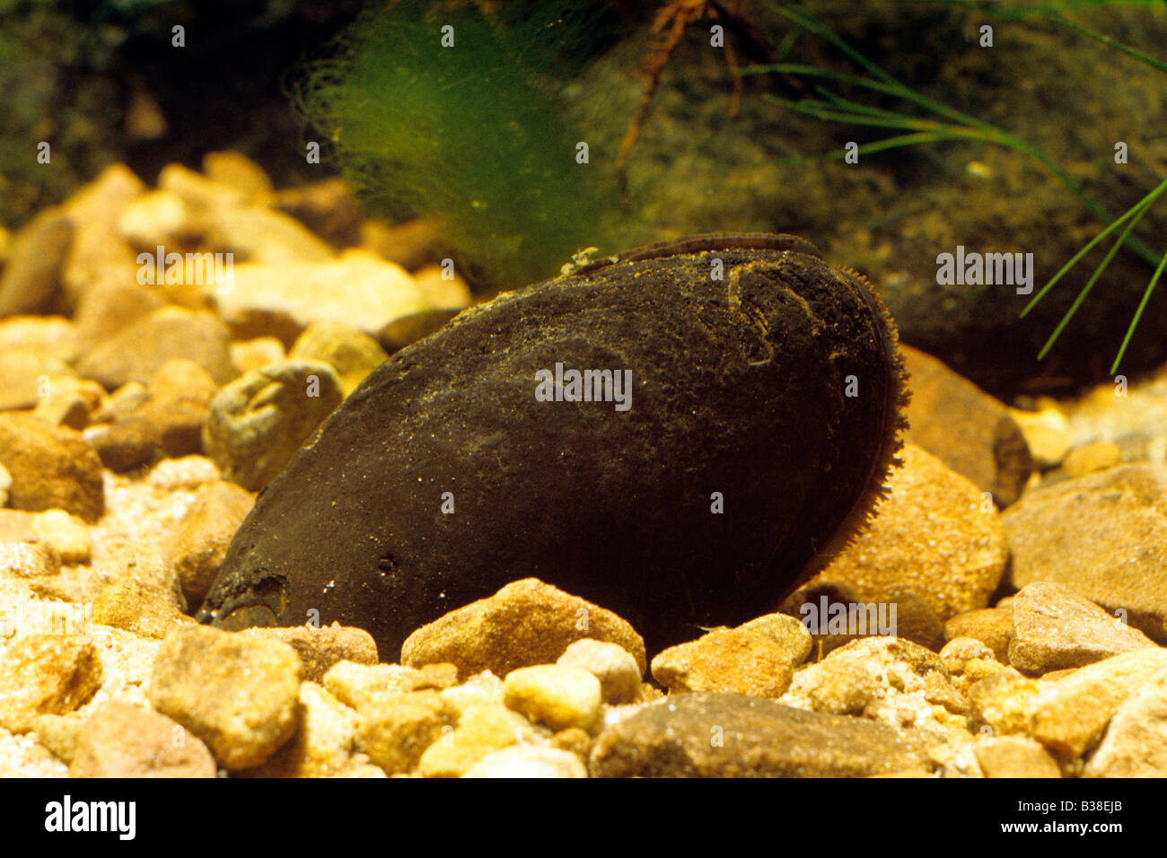 Freshwater Pearl Mussel, Eastern Pearlshell (Margaritifera ...