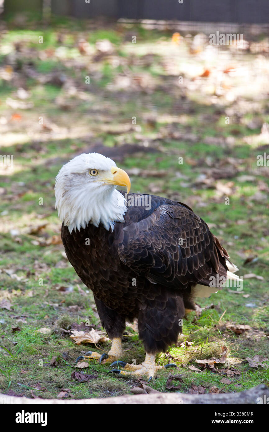 American Bald Eagle standing on grass Stock Photo - Alamy