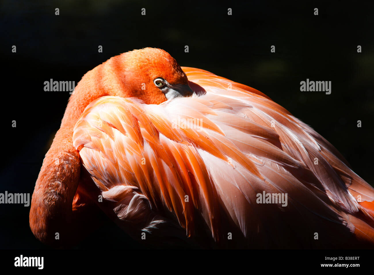 Flamingo sleeping hi-res stock photography and images - Alamy