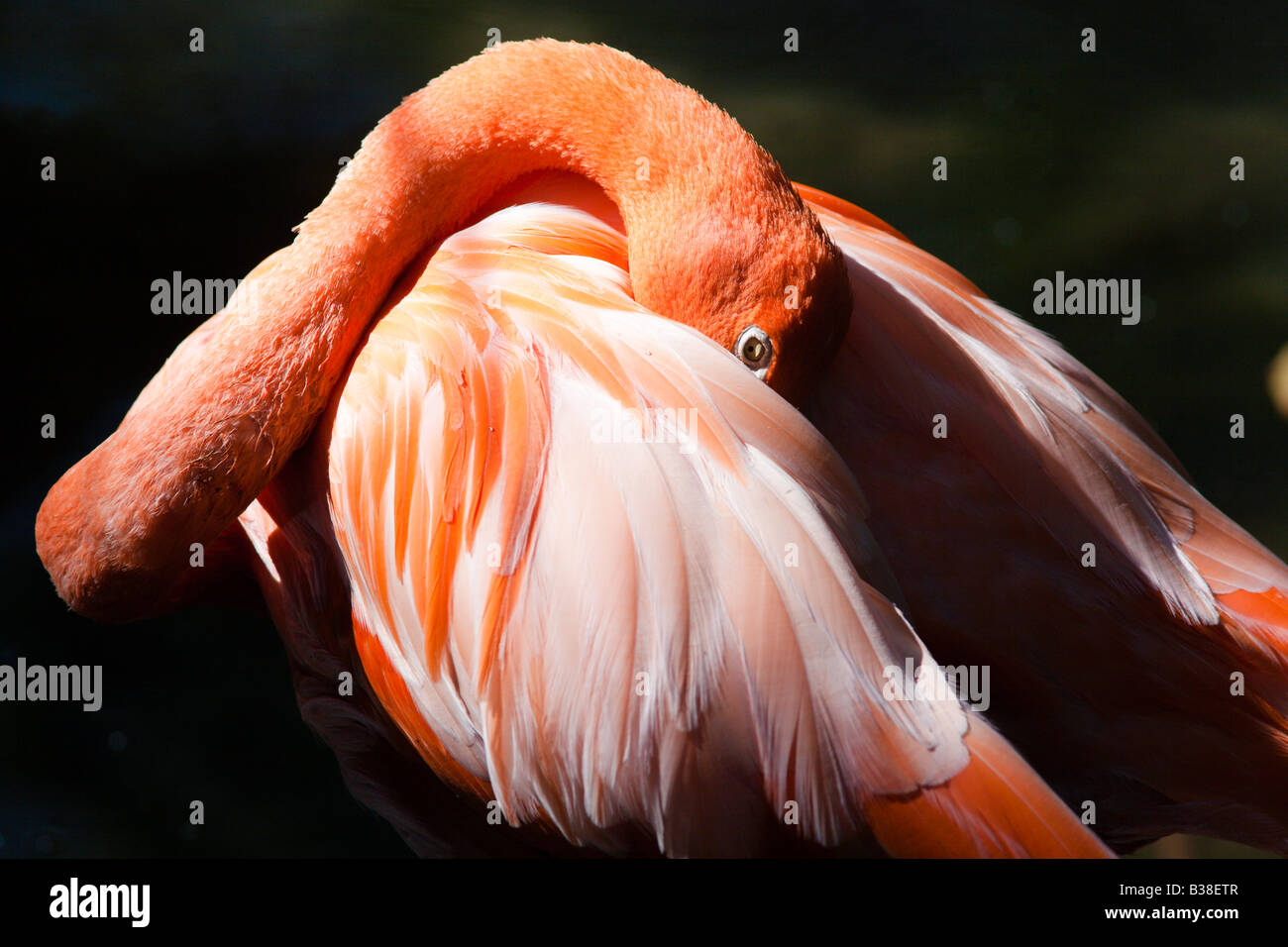 Flamingo sleeping hi-res stock photography and images - Alamy