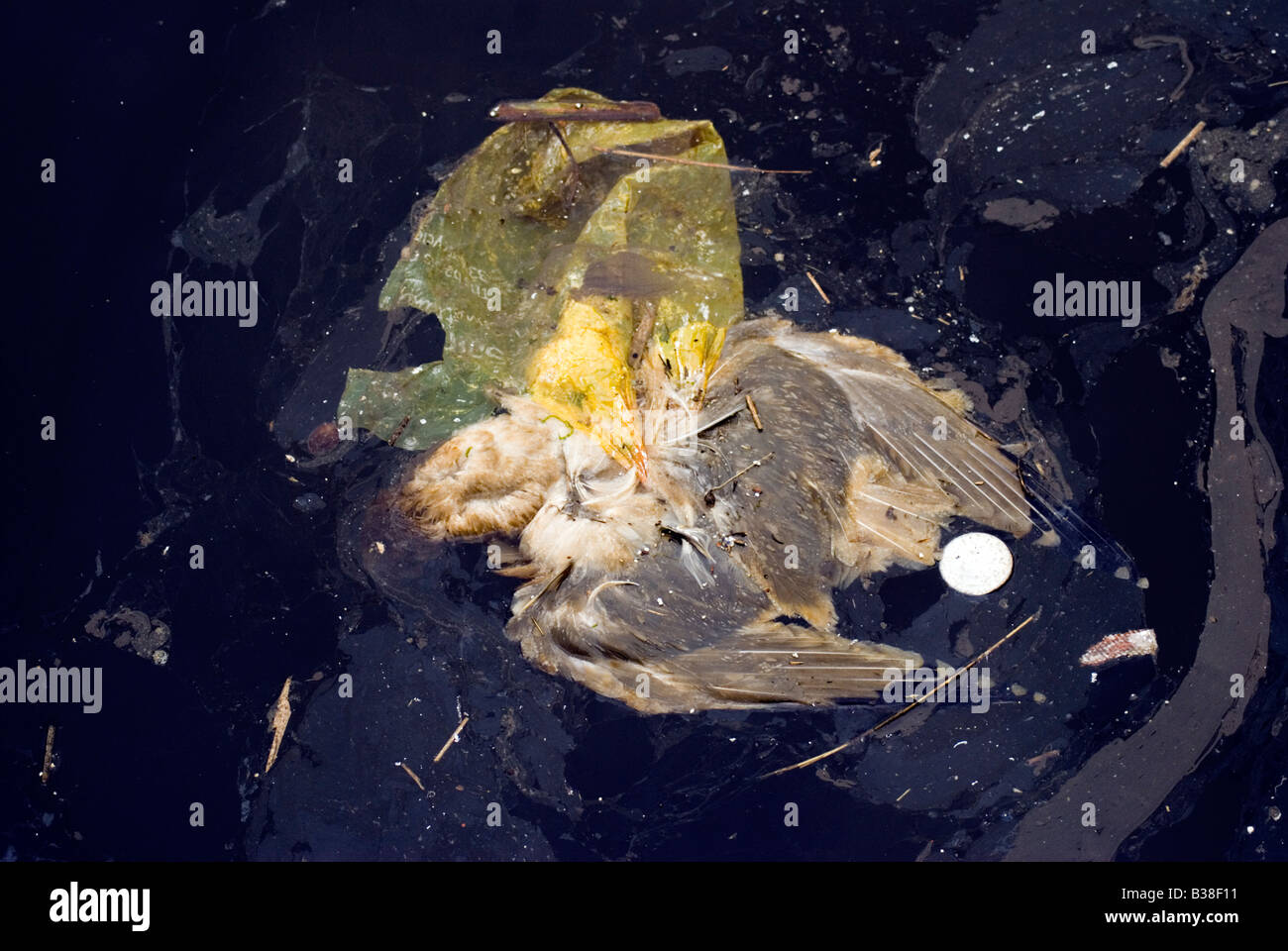 A Dead Bird floating with a carrier bag round its neck Stock Photo - Alamy