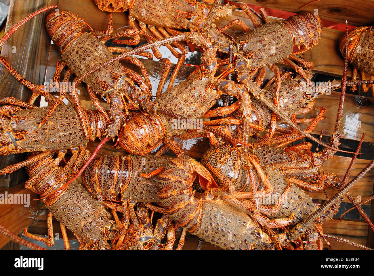 CHL Chile Juan Fernandez archipelago Robinson Crusoe Island 05 2007 ...