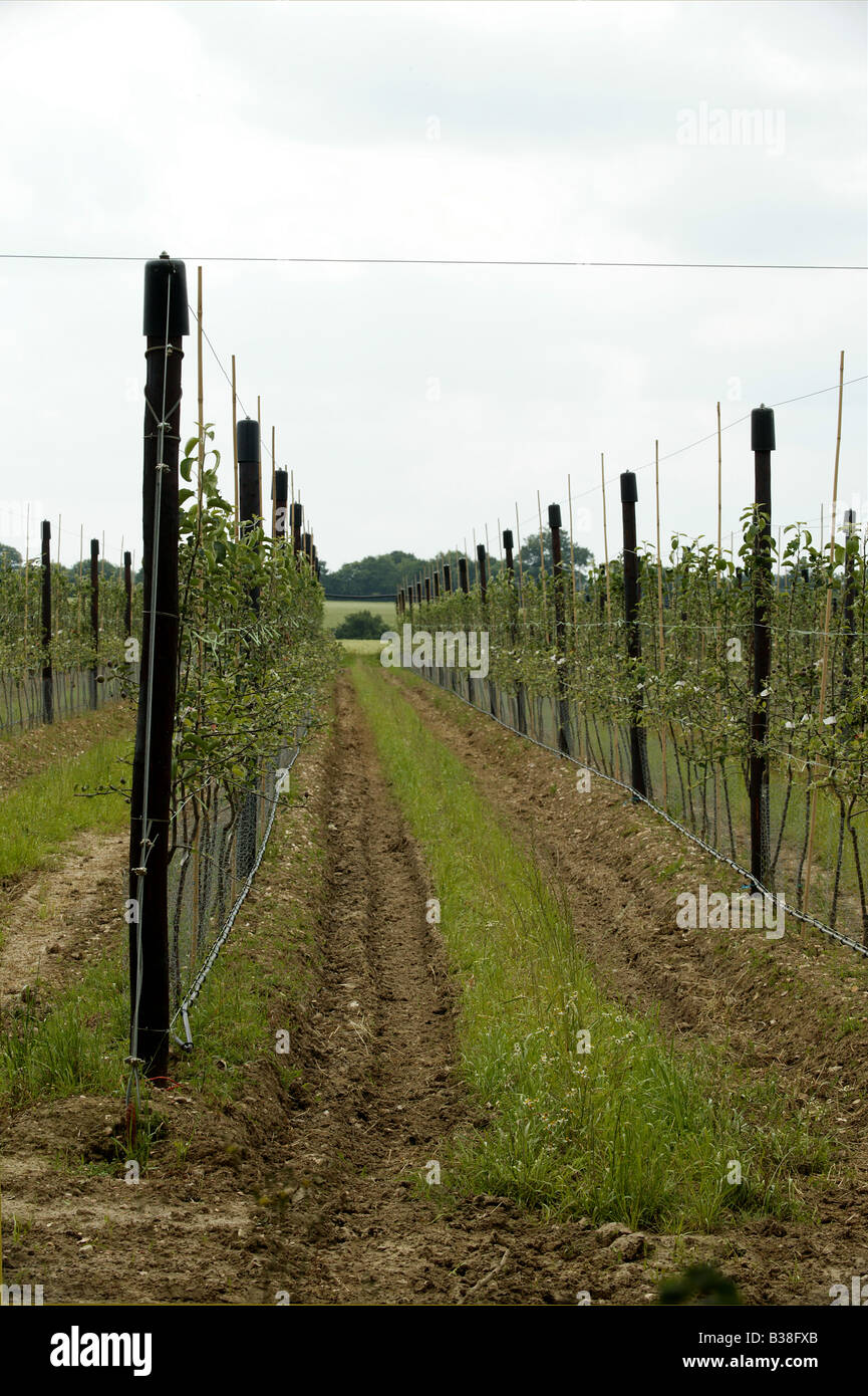 A line of young fruit trees growing on a rural fruit farm Stock Photo ...