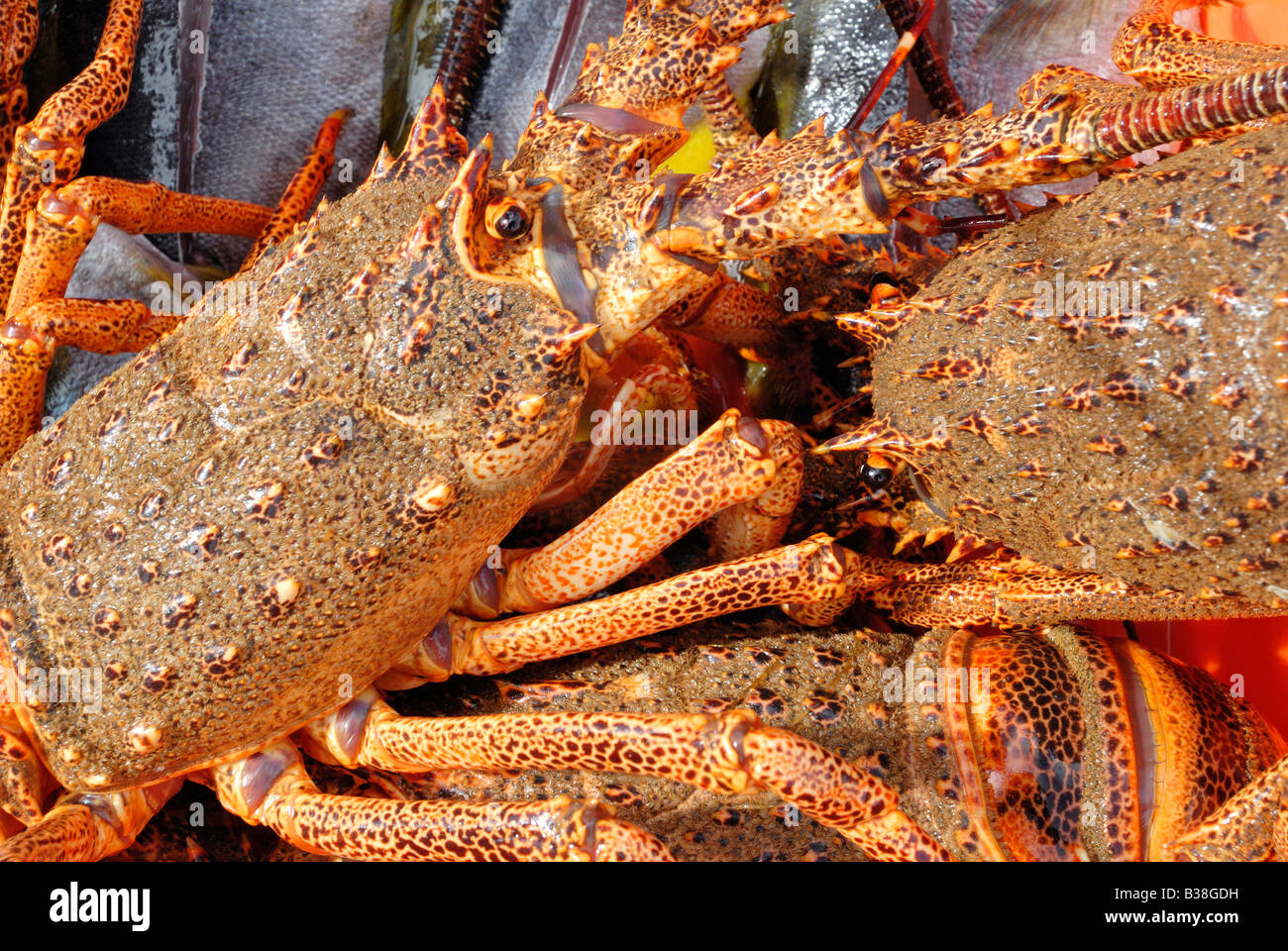 CHL Chile Juan Fernandez archipelago Robinson Crusoe Island 05 2007 ...