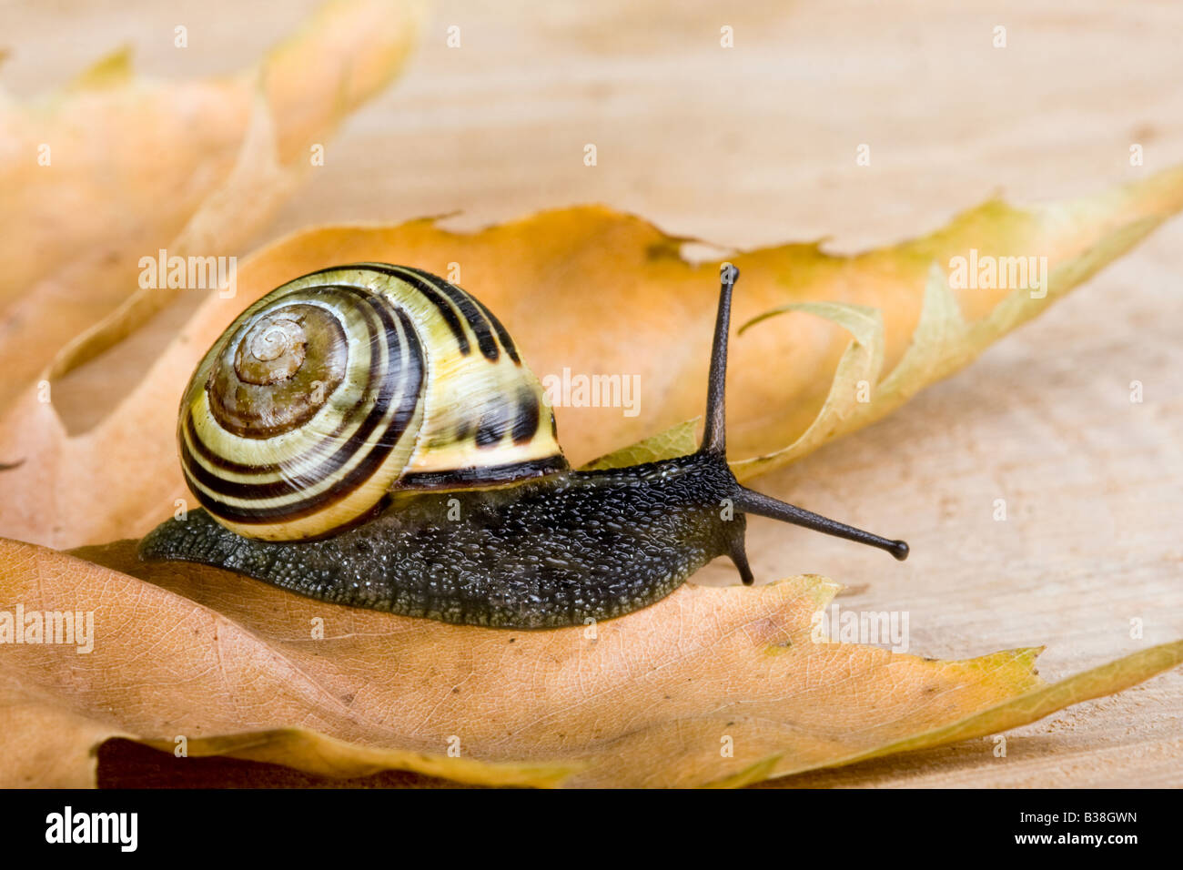 Garden snail crawling on an autumn leaf Stock Photo - Alamy