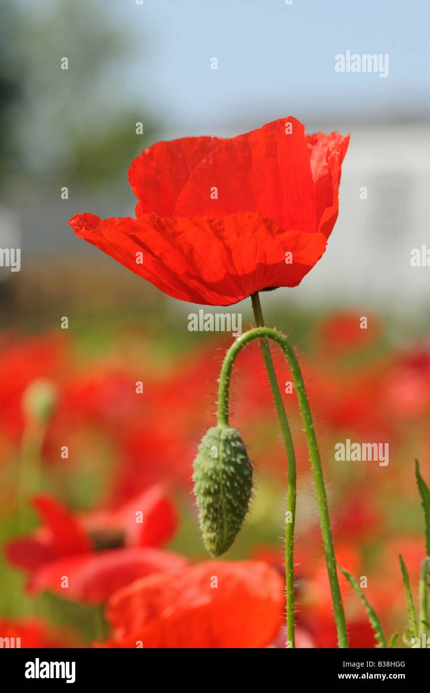Orange and red poppy hi-res stock photography and images - Alamy