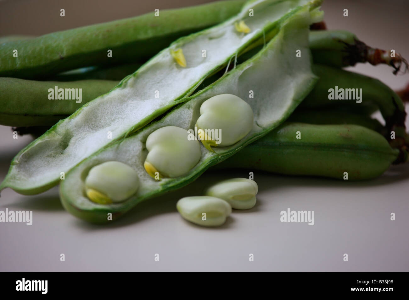Handful of Broad beans pods with one open and five beans on display ...