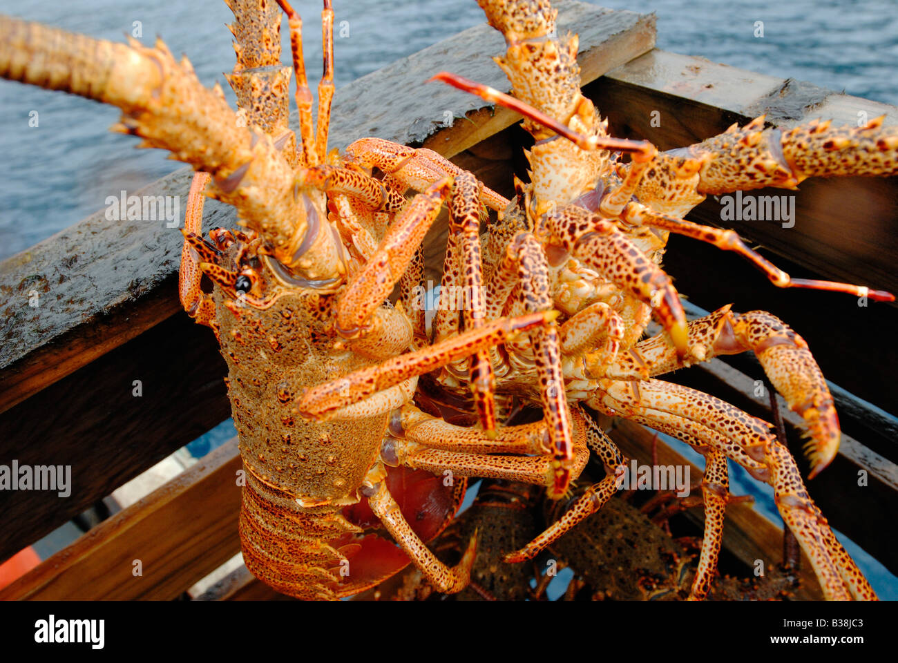 CHL Chile Juan Fernandez archipelago Robinson Crusoe Island 05 2007 ...
