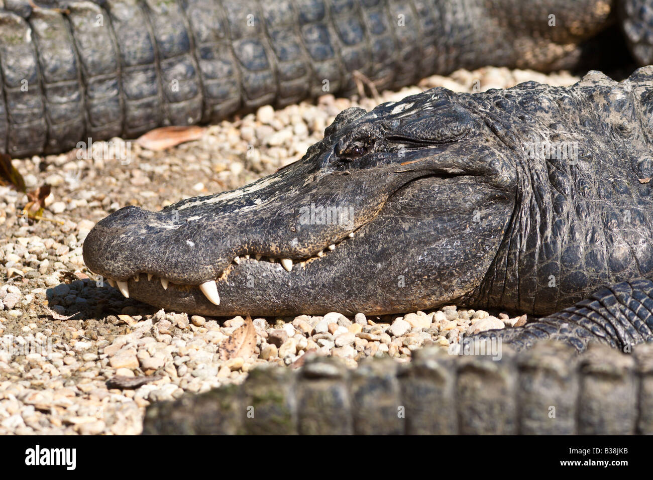 American alligators basking in the sun hi-res stock photography and ...