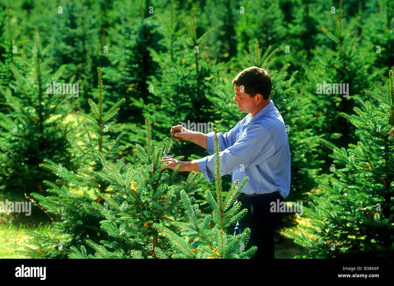 Checking monitoring growth at a tree farm Stock Photo - Alamy