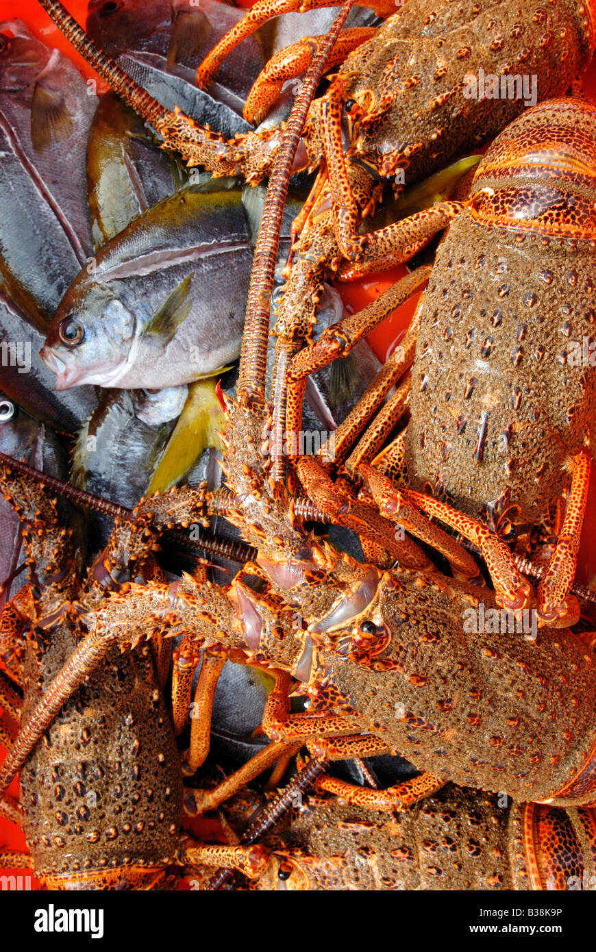 CHL Chile Juan Fernandez archipelago Robinson Crusoe Island 05 2007 ...