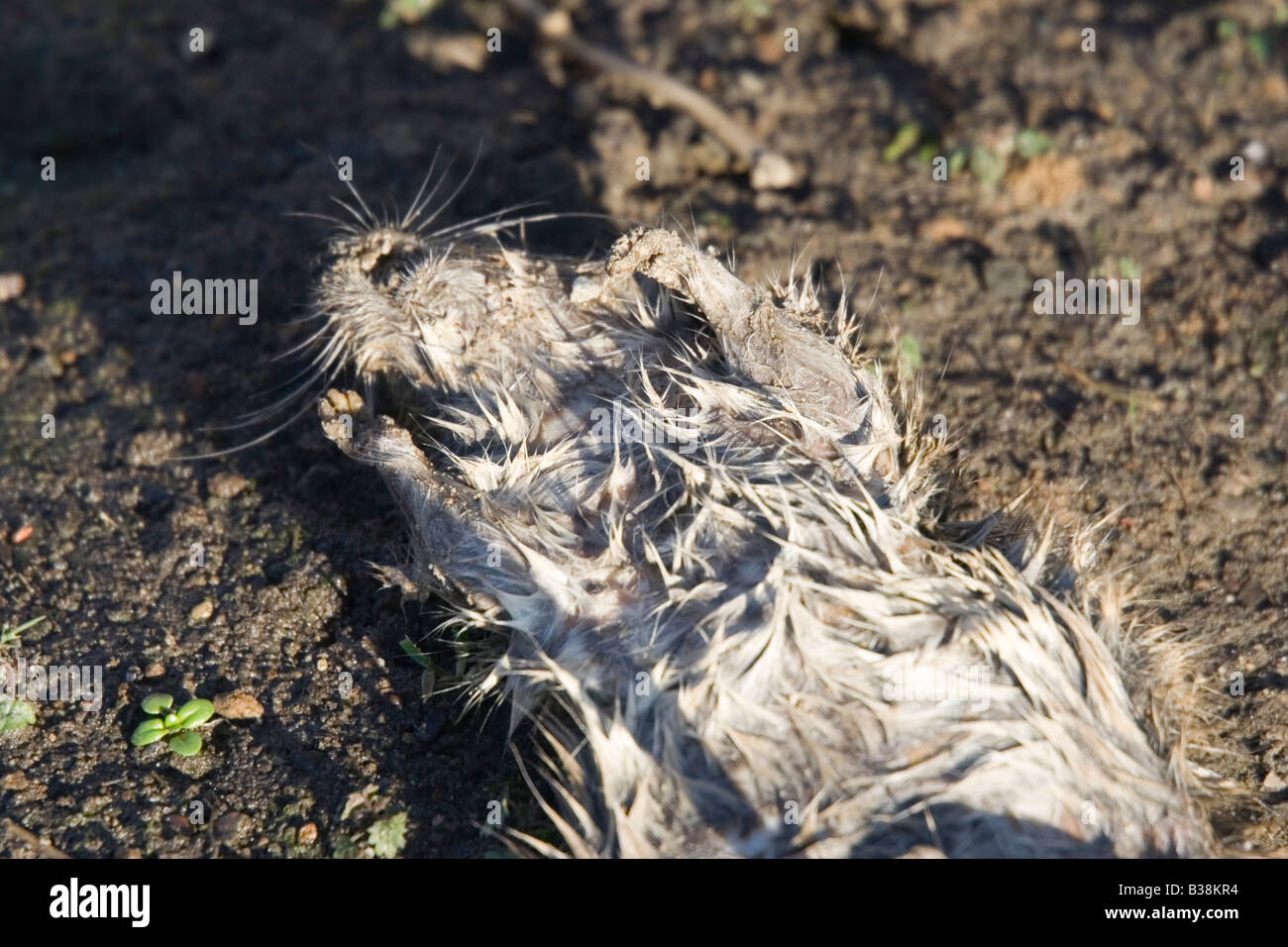 dead rat lying on the back Stock Photo - Alamy