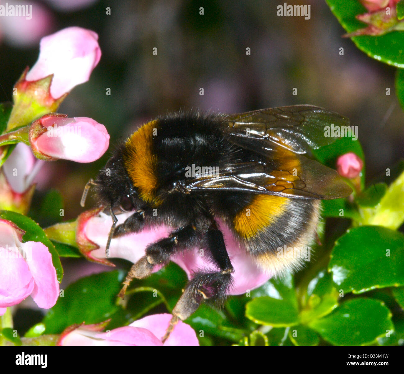 Bombus hortorum hi-res stock photography and images - Alamy
