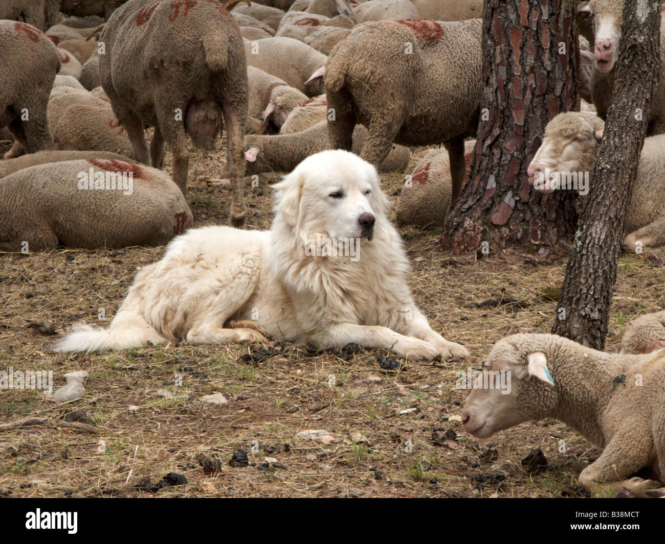 Sheepdog with sheep hi-res stock photography and images - Alamy