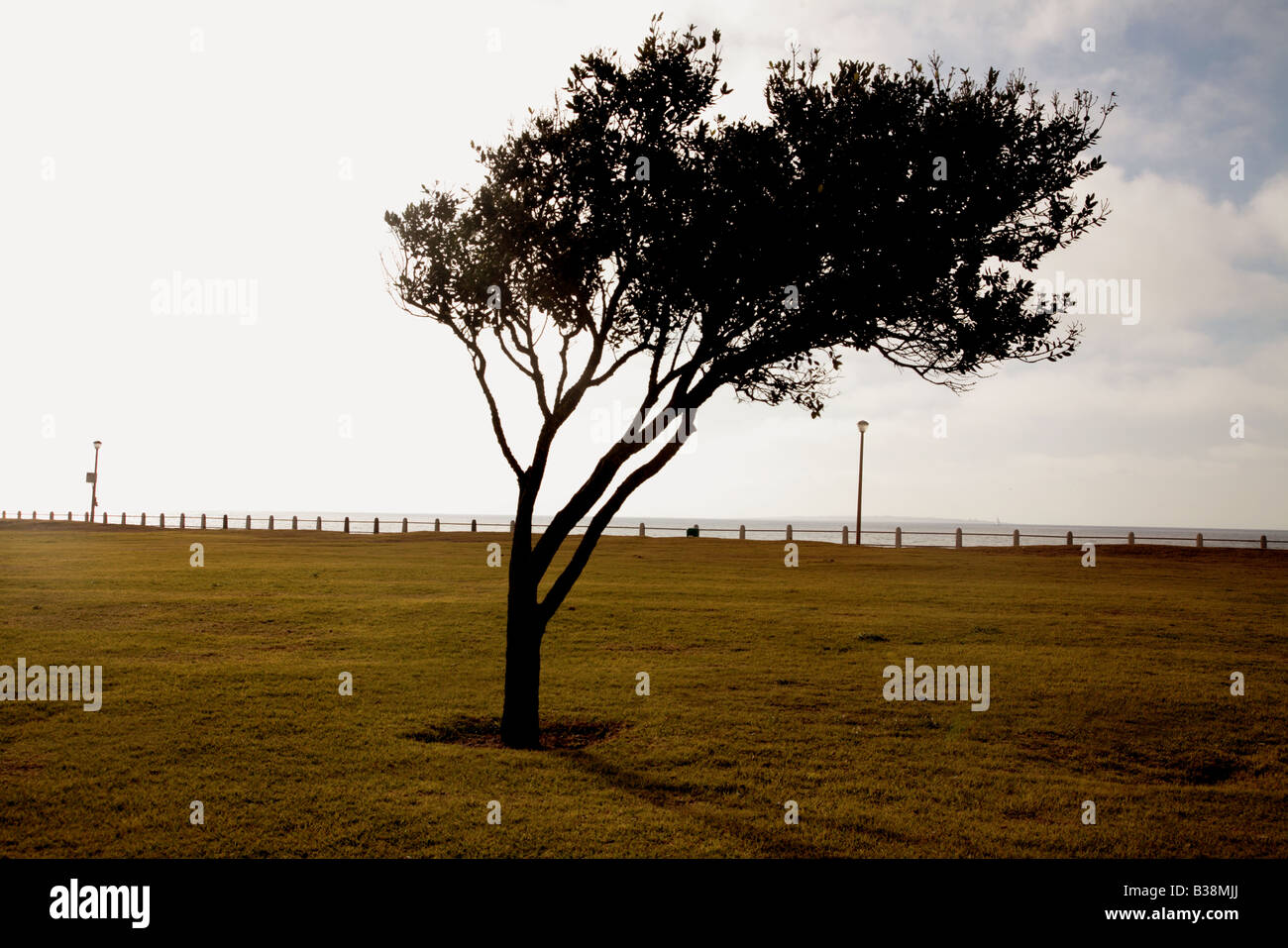 Windswept tree hi-res stock photography and images - Alamy