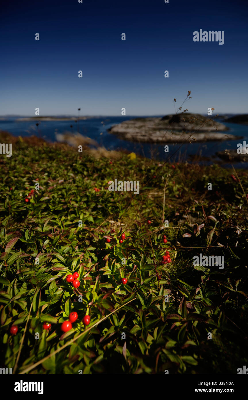 Fish berries hi-res stock photography and images - Alamy
