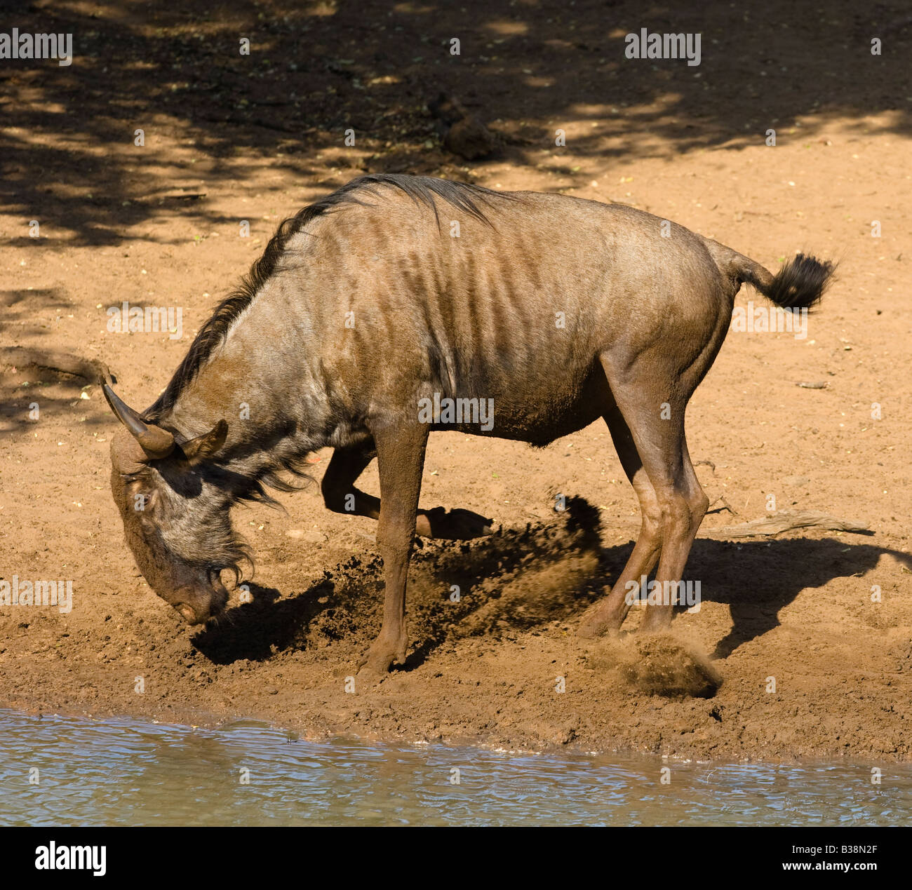 blue wildebeest ground-pawing Stock Photo - Alamy