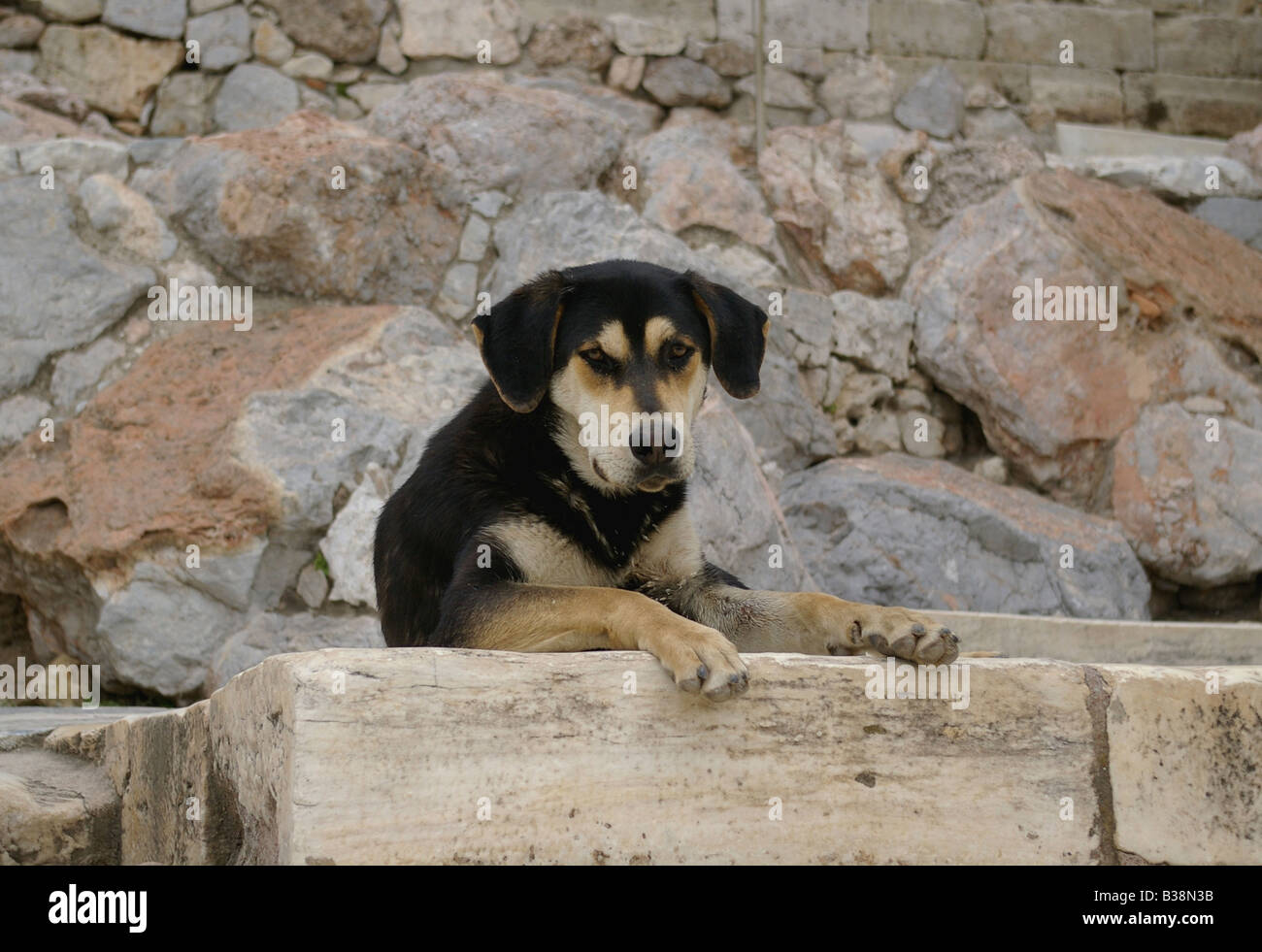 Stray dog in Athens sitting on an ancient monument Stock Photo - Alamy
