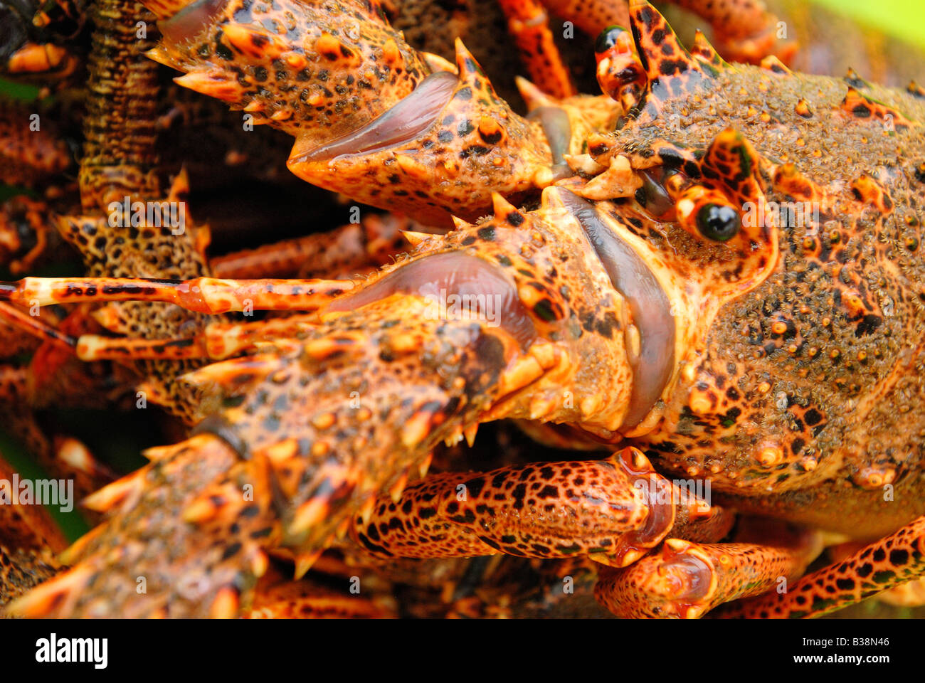 CHL Chile Juan Fernandez archipelago Robinson Crusoe Island 05 2007 ...