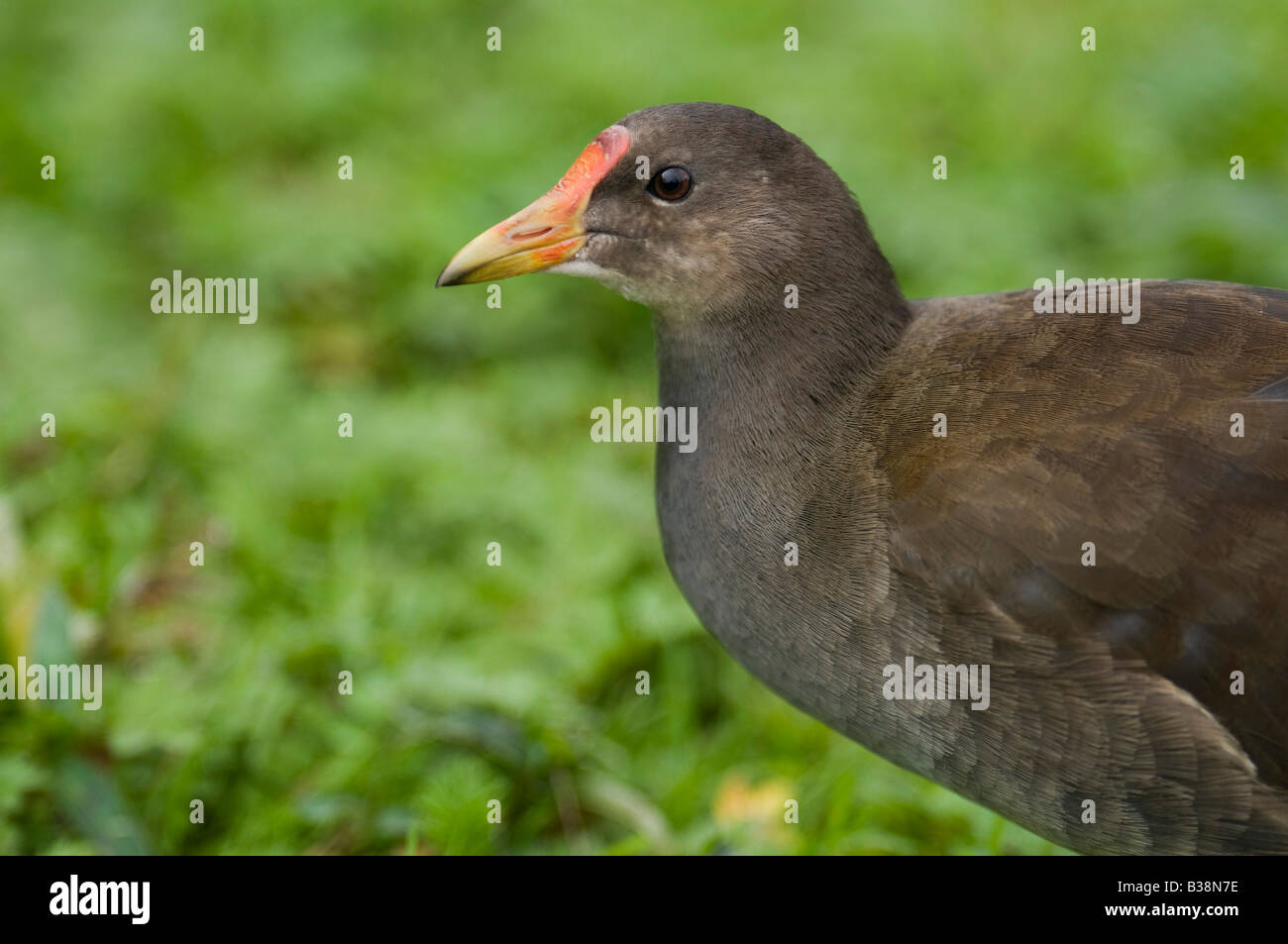 Juvenile moorhen hi-res stock photography and images - Alamy