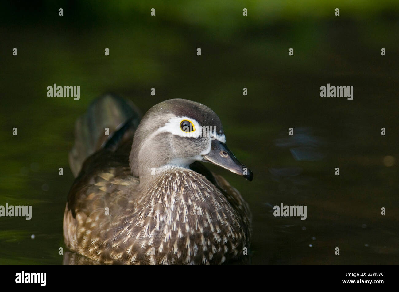 Manarin hi-res stock photography and images - Alamy