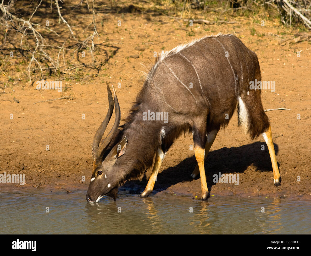 nyala bull drinking Stock Photo - Alamy