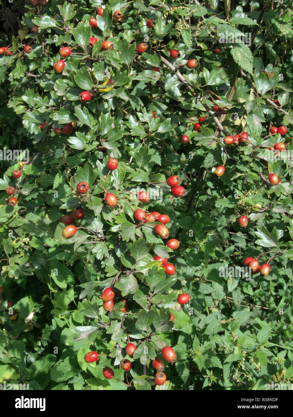 Bush hawthorn hi-res stock photography and images - Alamy