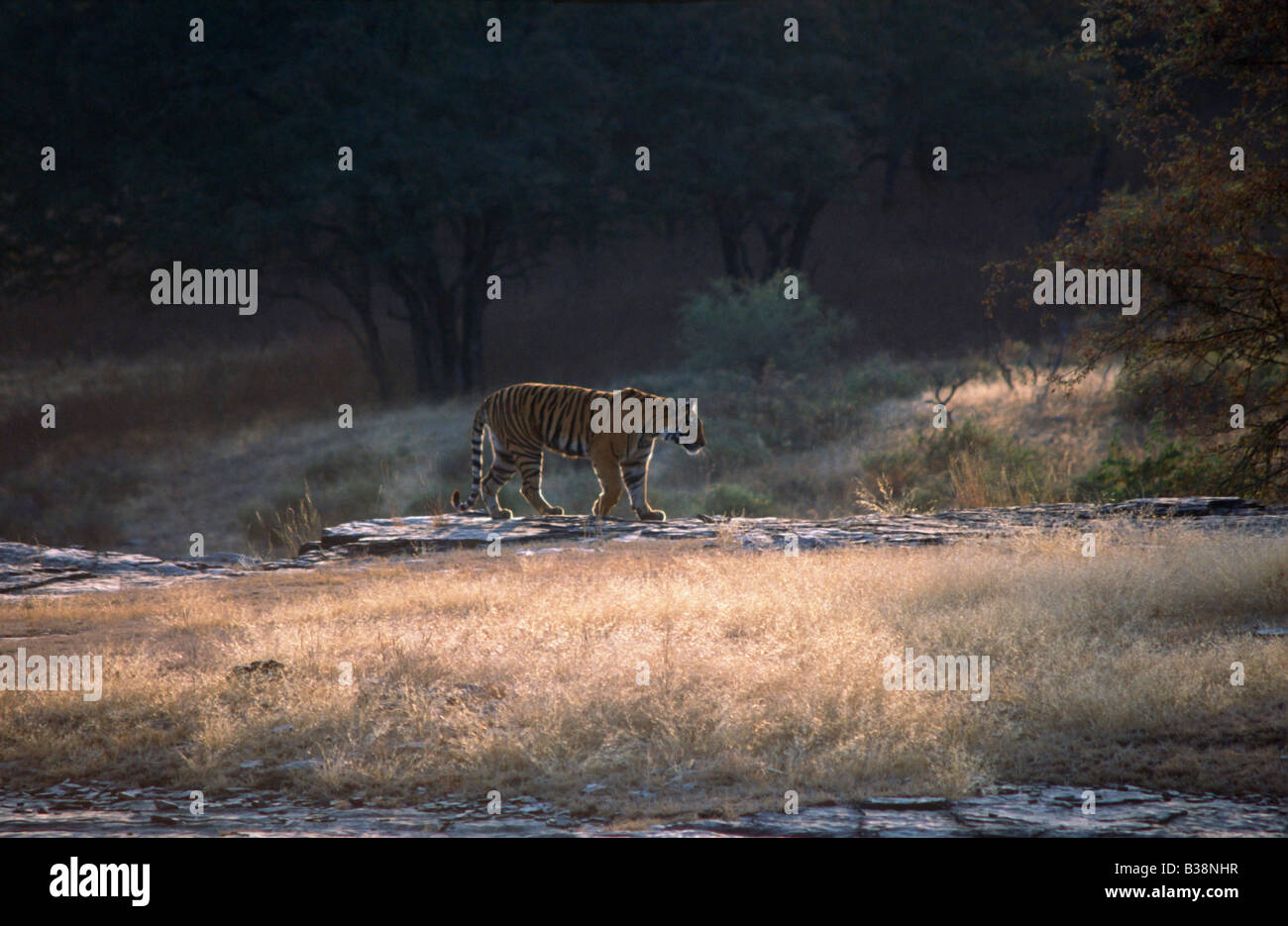 Early morning, Bengal Tiger (Panthera Tigris Stock Photo - Alamy