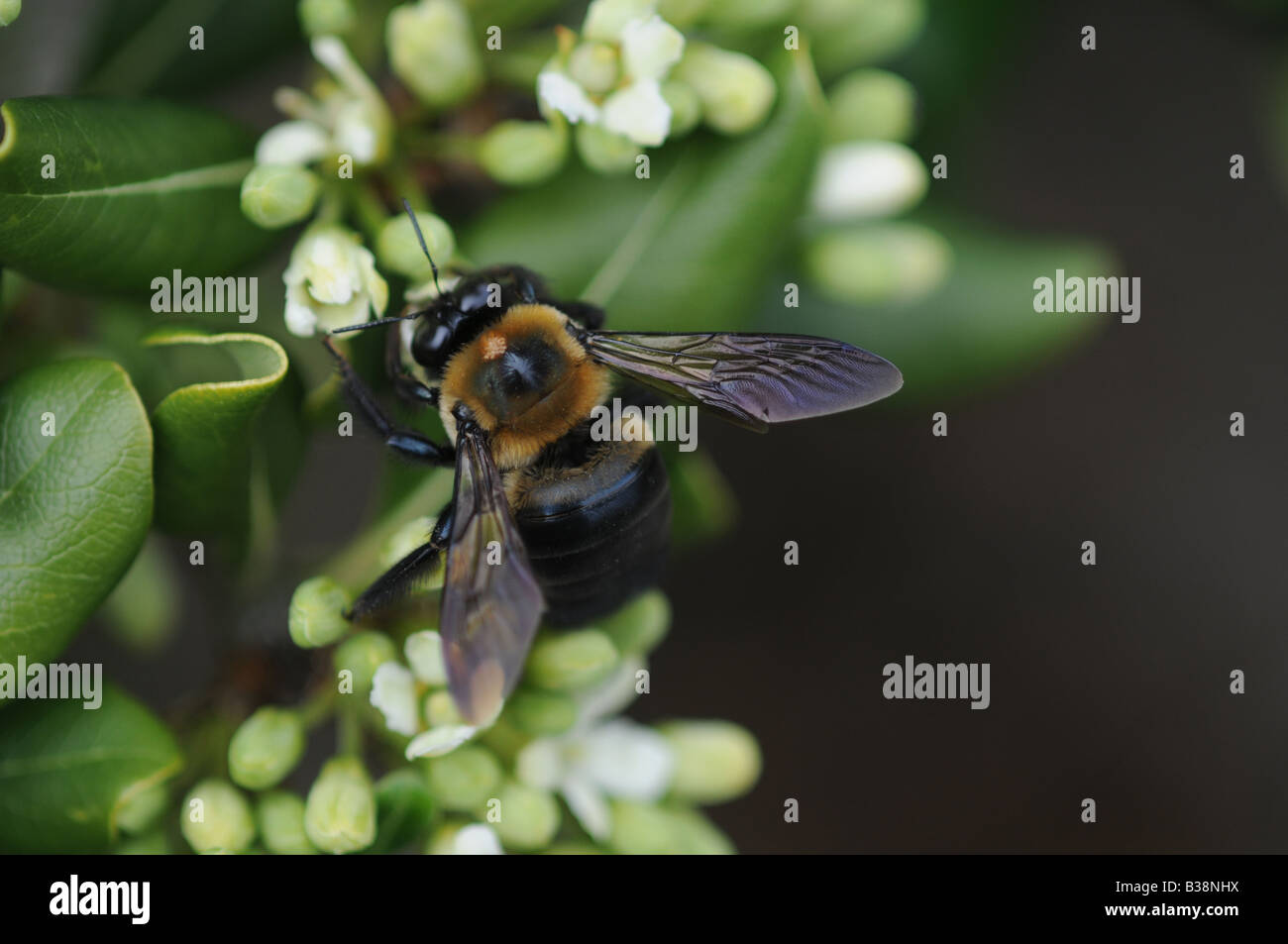 Bumblebee close up hi-res stock photography and images - Alamy