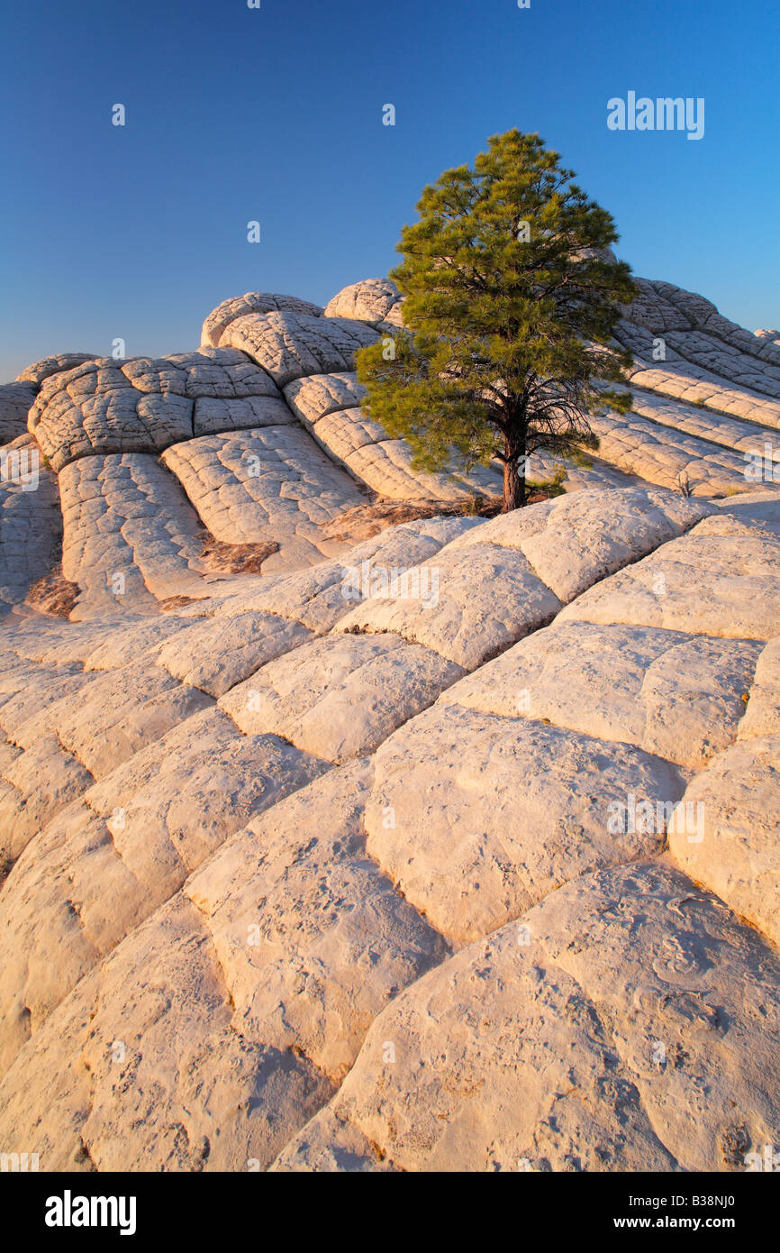 Rock formations in the White Pocket unit of the Vermilion Cliffs ...