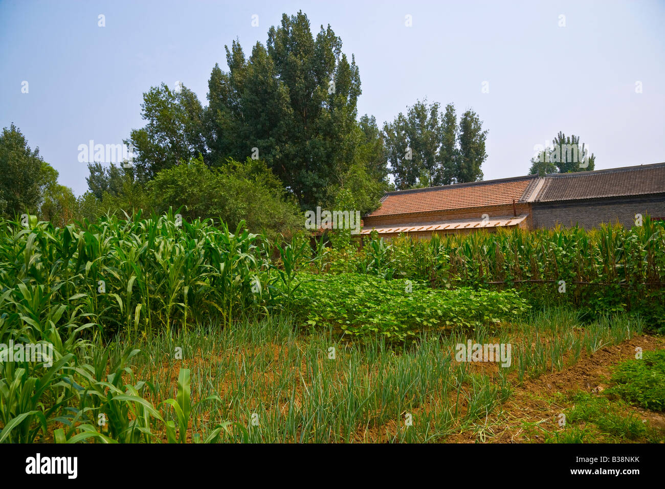 Peasant farm land behind house in Datianzhuang village, Juyang County ...