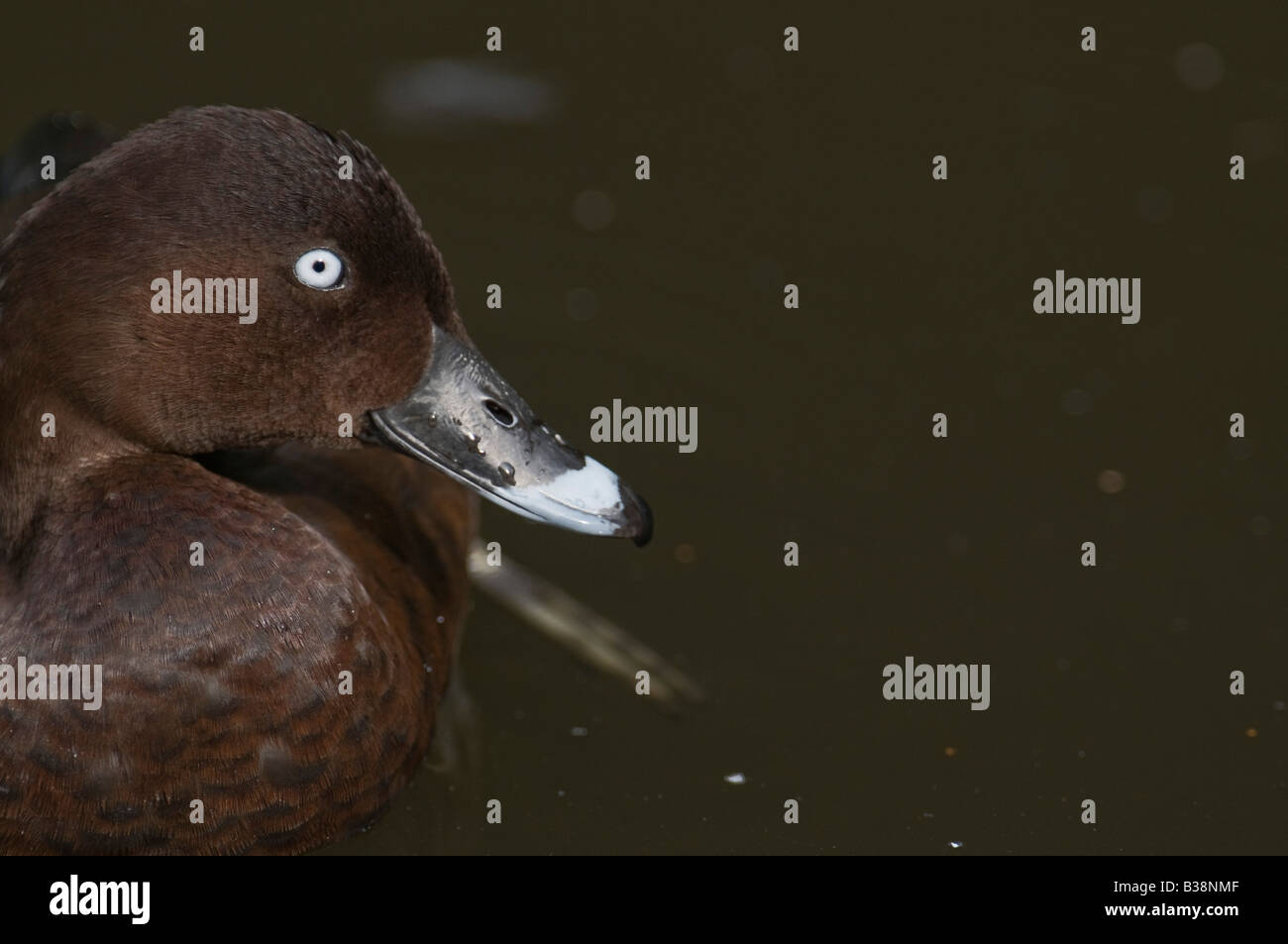 Duck on water Stock Photo - Alamy