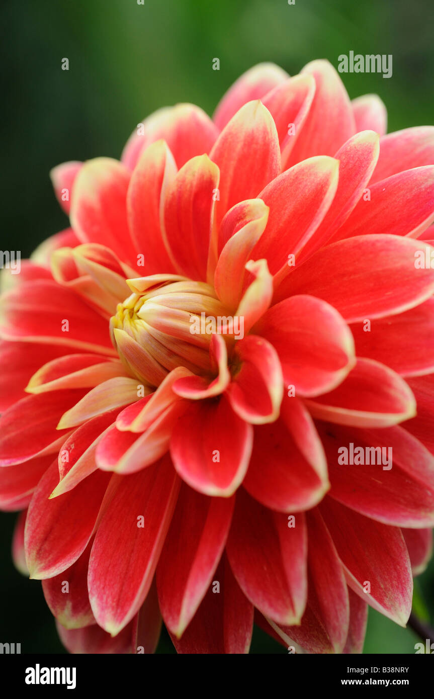 Planting dahlia tuber hi-res stock photography and images - Alamy