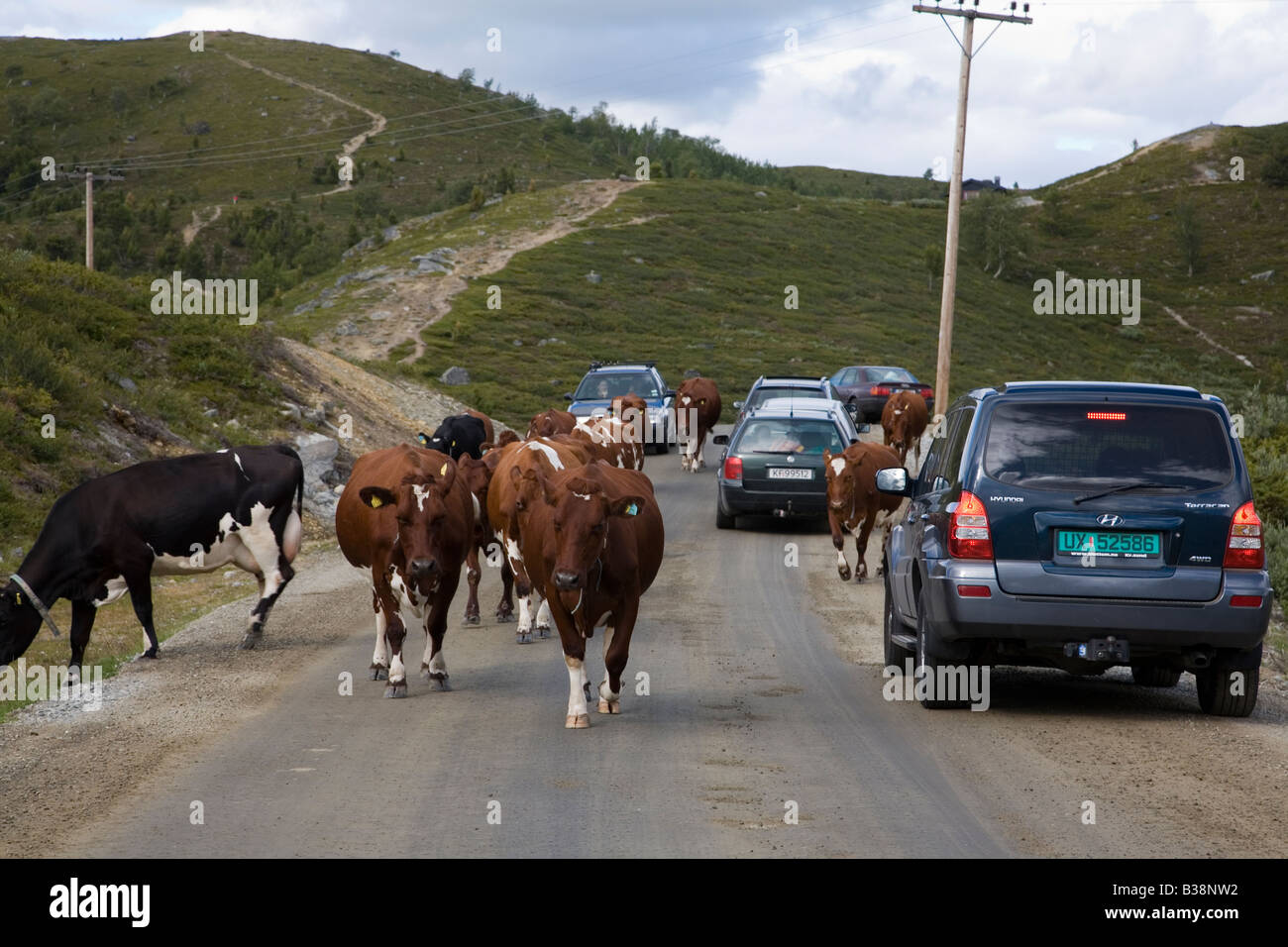 Cattle cars hi-res stock photography and images - Alamy