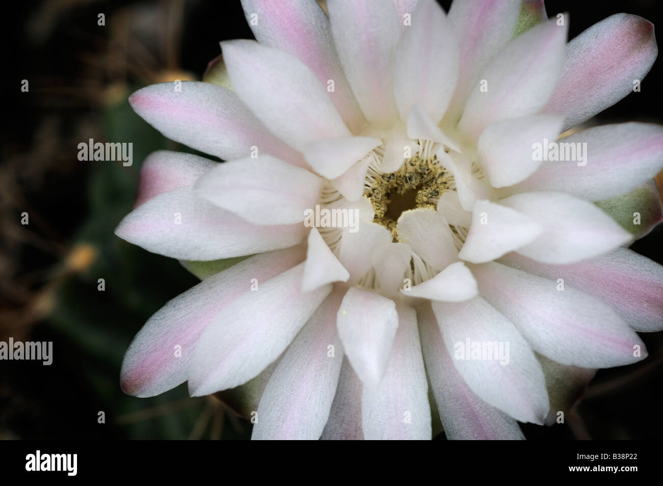 Hot pink cactus flower hi-res stock photography and images - Alamy