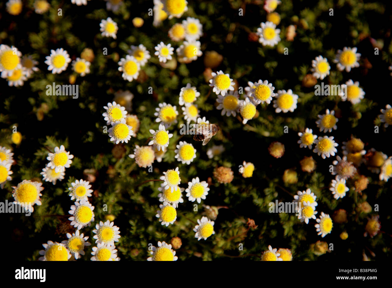African bee sitting atop a daisy sucking nectar Stock Photo - Alamy