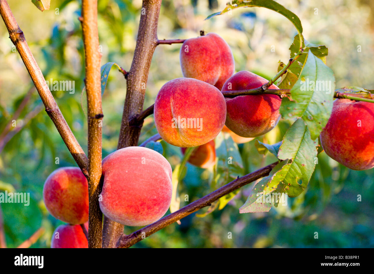 Peaches ripen hi-res stock photography and images - Alamy