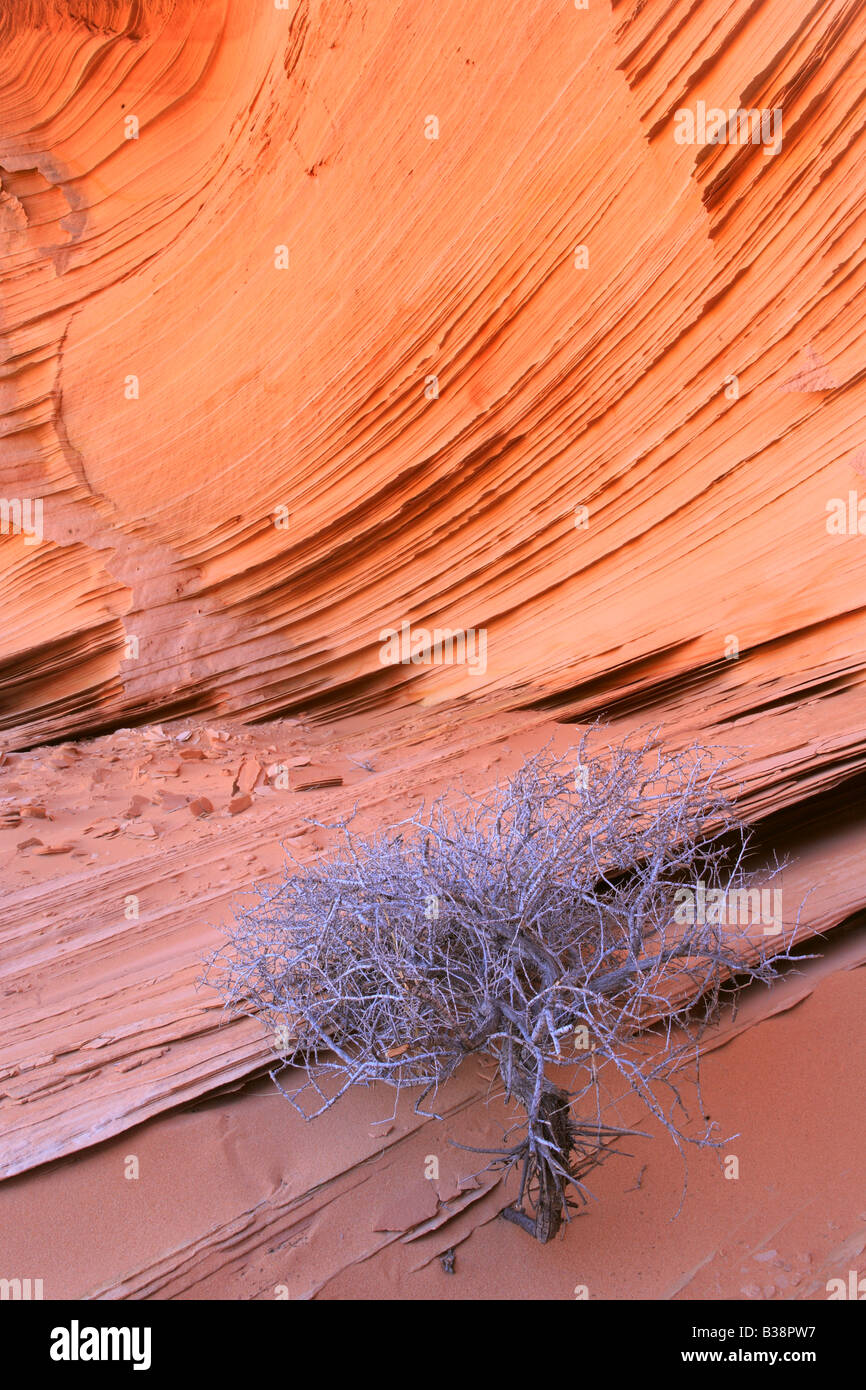 Dead bush in Vermilion Cliffs National Monument, Arizona Stock Photo ...