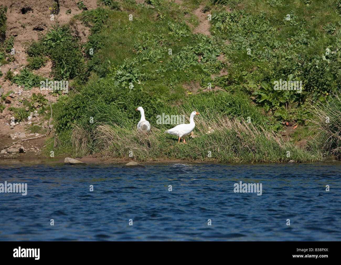 A family of geese including seven goslings by the River Ribble at ...