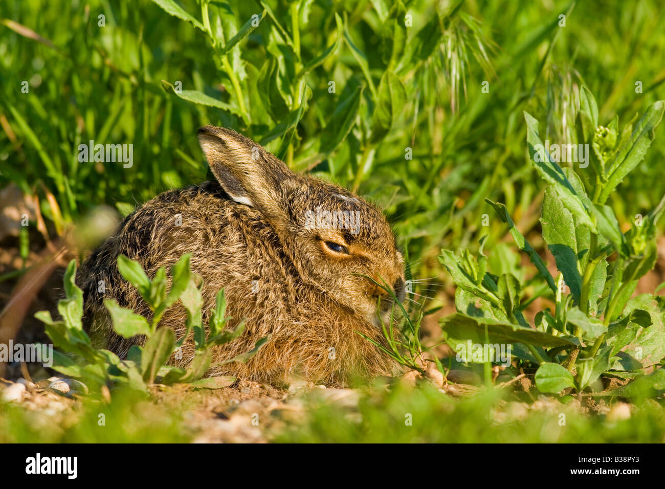 Hare sitting in a field the photo was taken in the early morning Stock ...