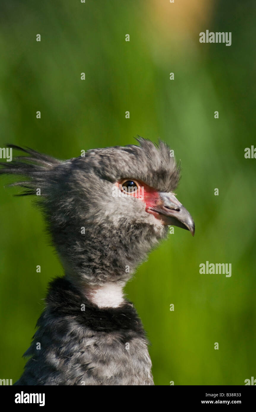 Crested screamer hi-res stock photography and images - Alamy
