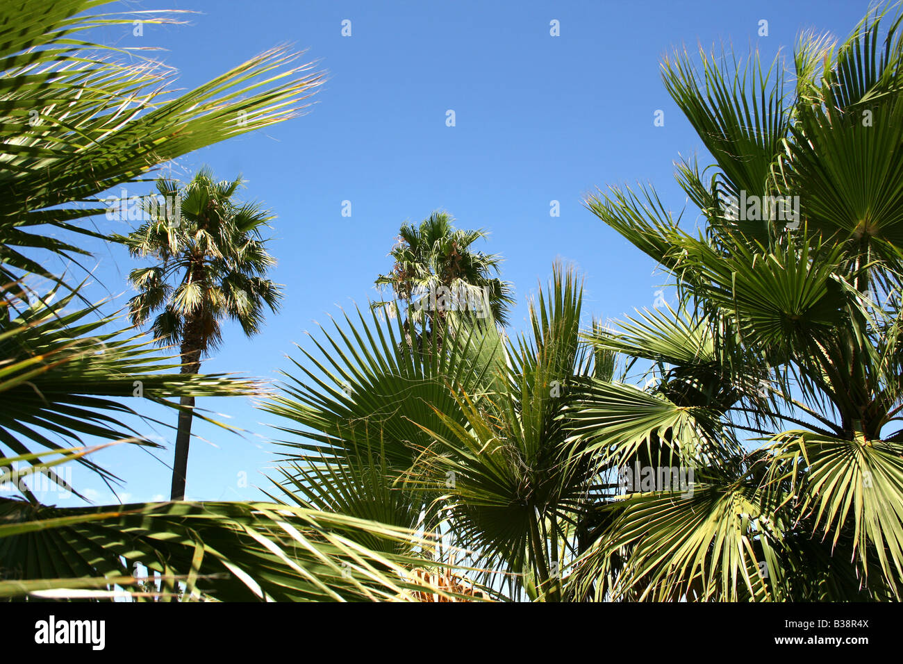 Variety of palms, Spain Stock Photo - Alamy