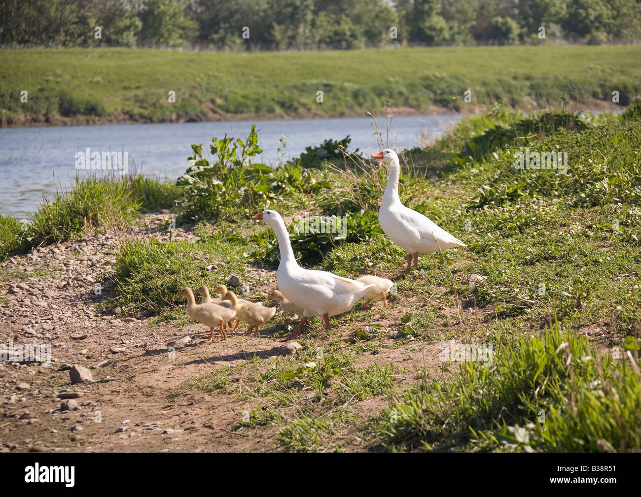 A family of geese including seven goslings by the River Ribble at ...