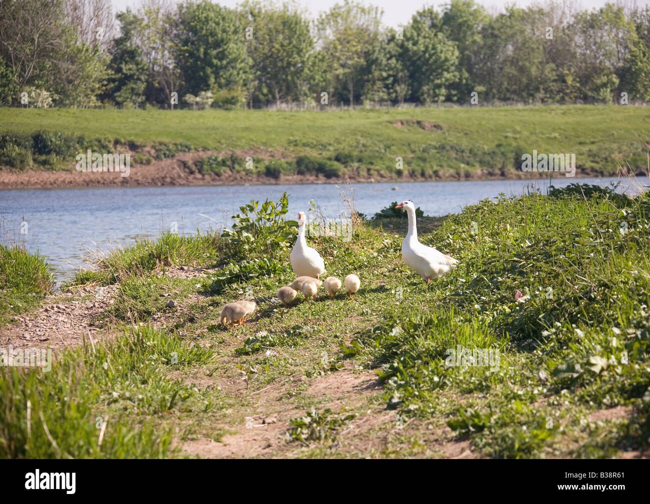 A family of geese including seven goslings by the River Ribble at ...