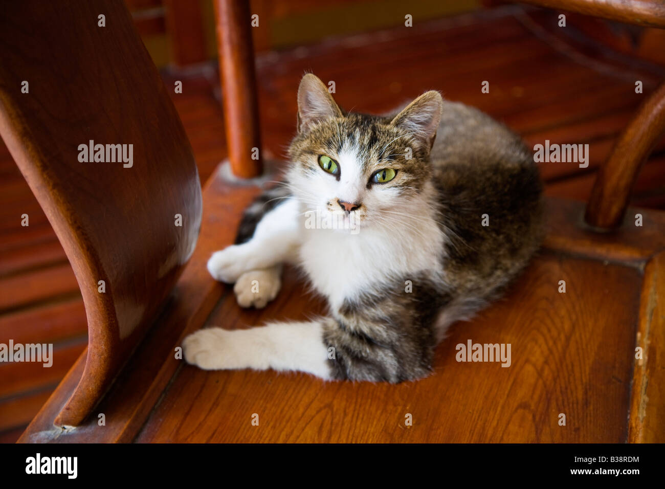 Family cat lying on chair home in Datianzhuang village, Juyang County ...