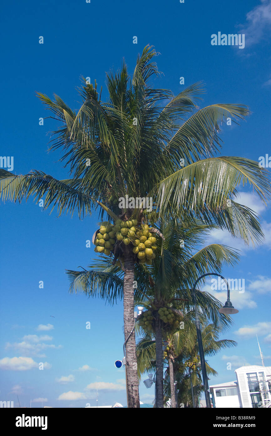 Coconuts palm bahamas hi-res stock photography and images - Alamy