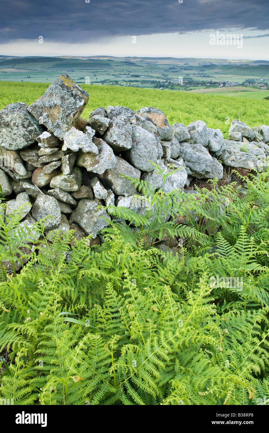 Cuthbert of ferns hi-res stock photography and images - Alamy