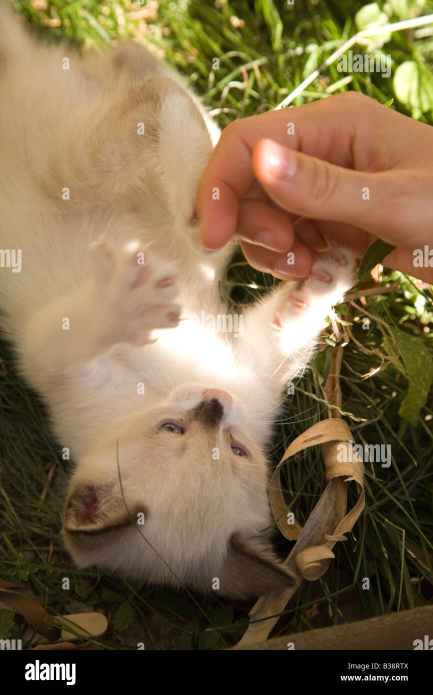 Cute 2 month old white kitten playing Stock Photo - Alamy