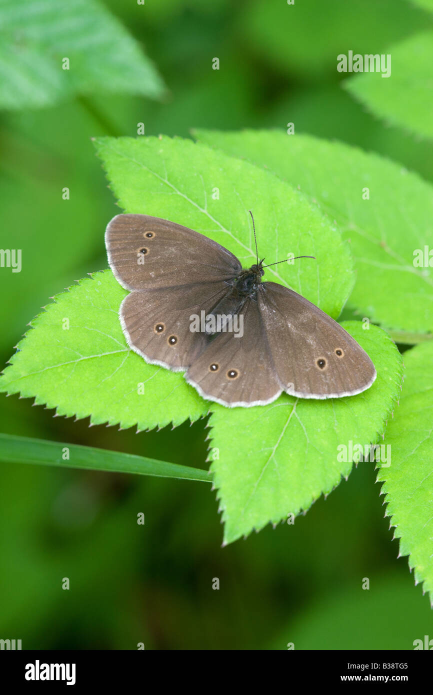 Ringlet Aphantopus hyperantus adult butterfly at rest on a leaf Stock ...